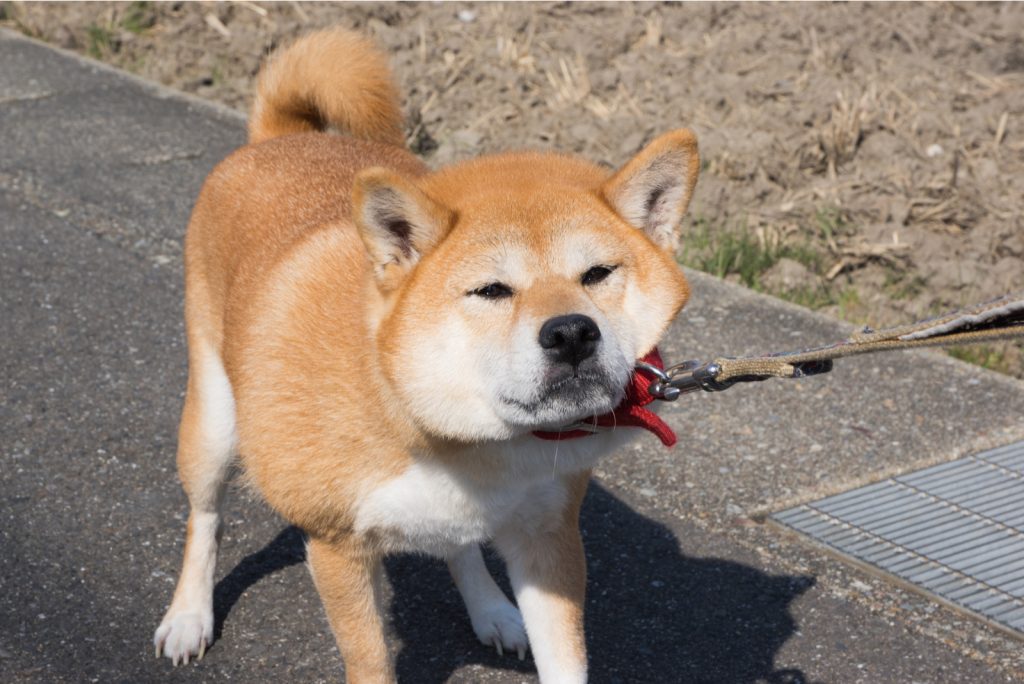 Is Your Dog Refusing To Walk? Here's What You Can Do To Help