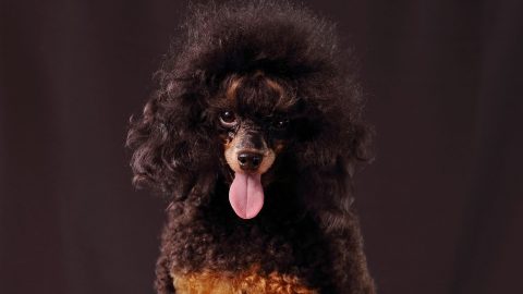 Standard Phantom Poodle Colors – Why Are These Dogs So Rare?