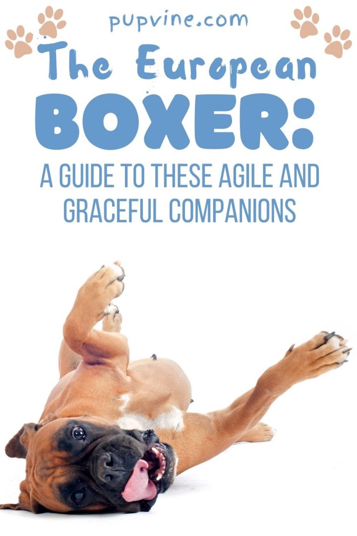 The European Boxer: A Guide To These Agile And Graceful Companions