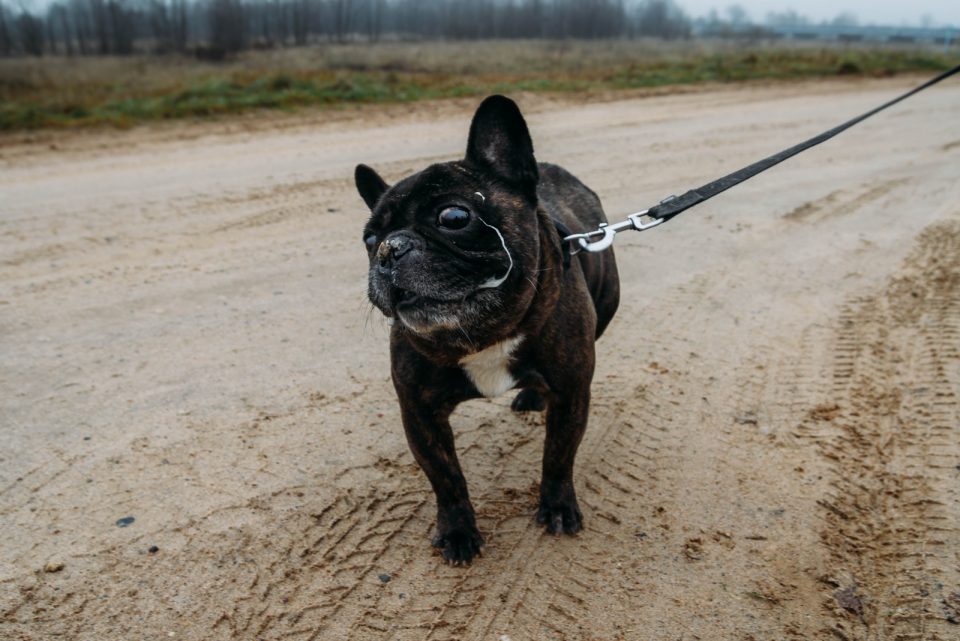 Is Your Dog Refusing To Walk? Here's What You Can Do To Help