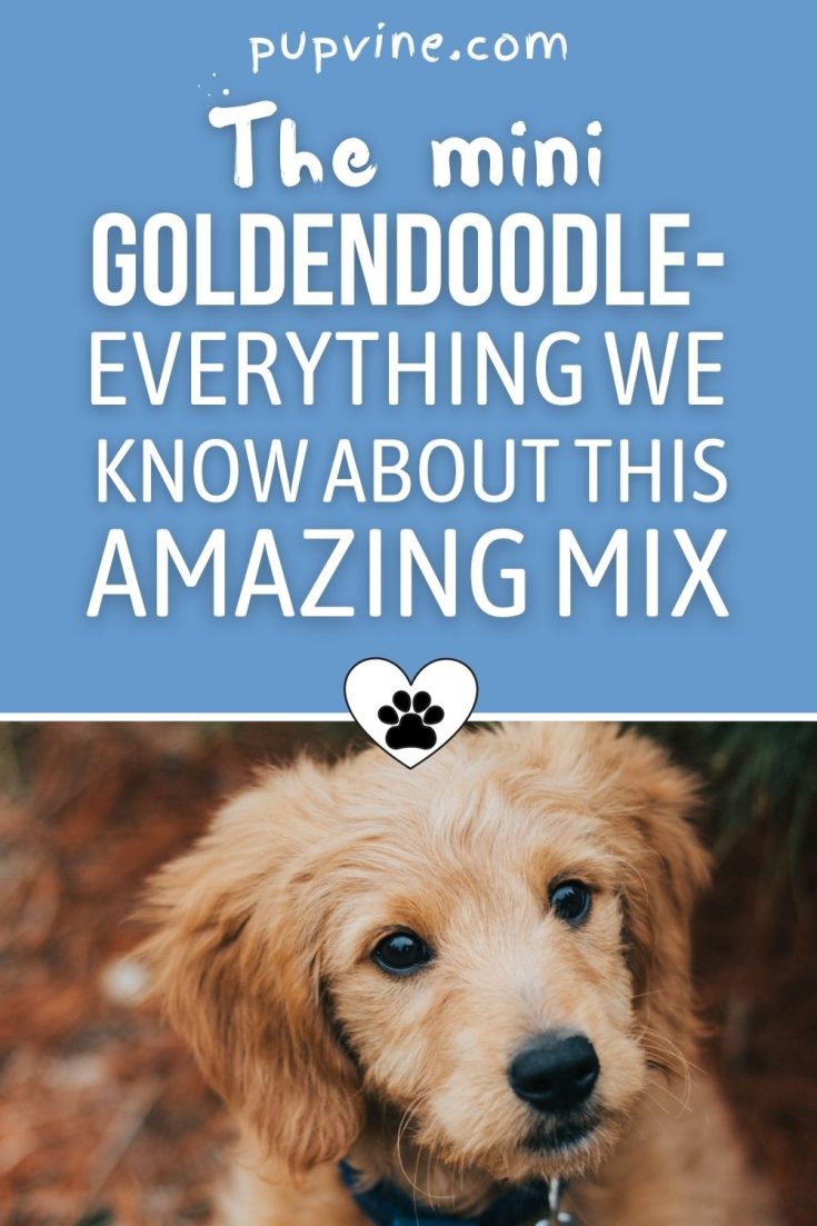 The Mini Goldendoodle - Everything We Know About This Amazing Mix