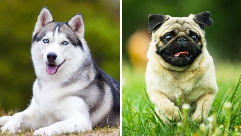 Husky Pug Mix: Meet The Quirky Cross
