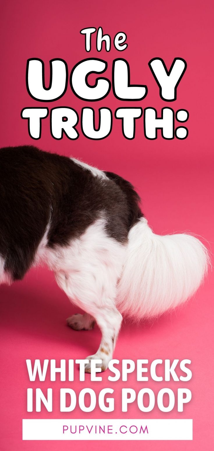 The Ugly Truth: White Specks In Dog Poop The Ugly Truth: White Specks In Dog Poop