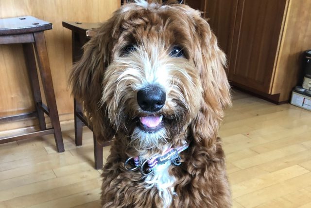 Are Phantom Labradoodles Real? Doodle's Unique Coat Colors