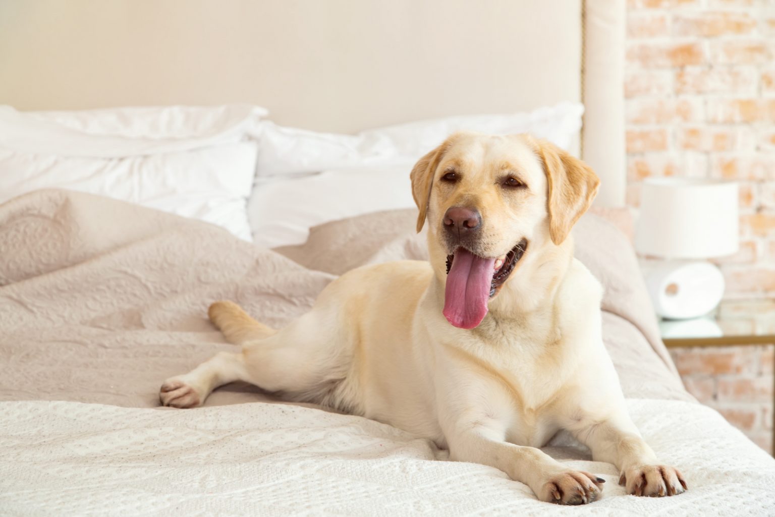 Do Labradors Shed? A Complete Guide To Labrador Shedding