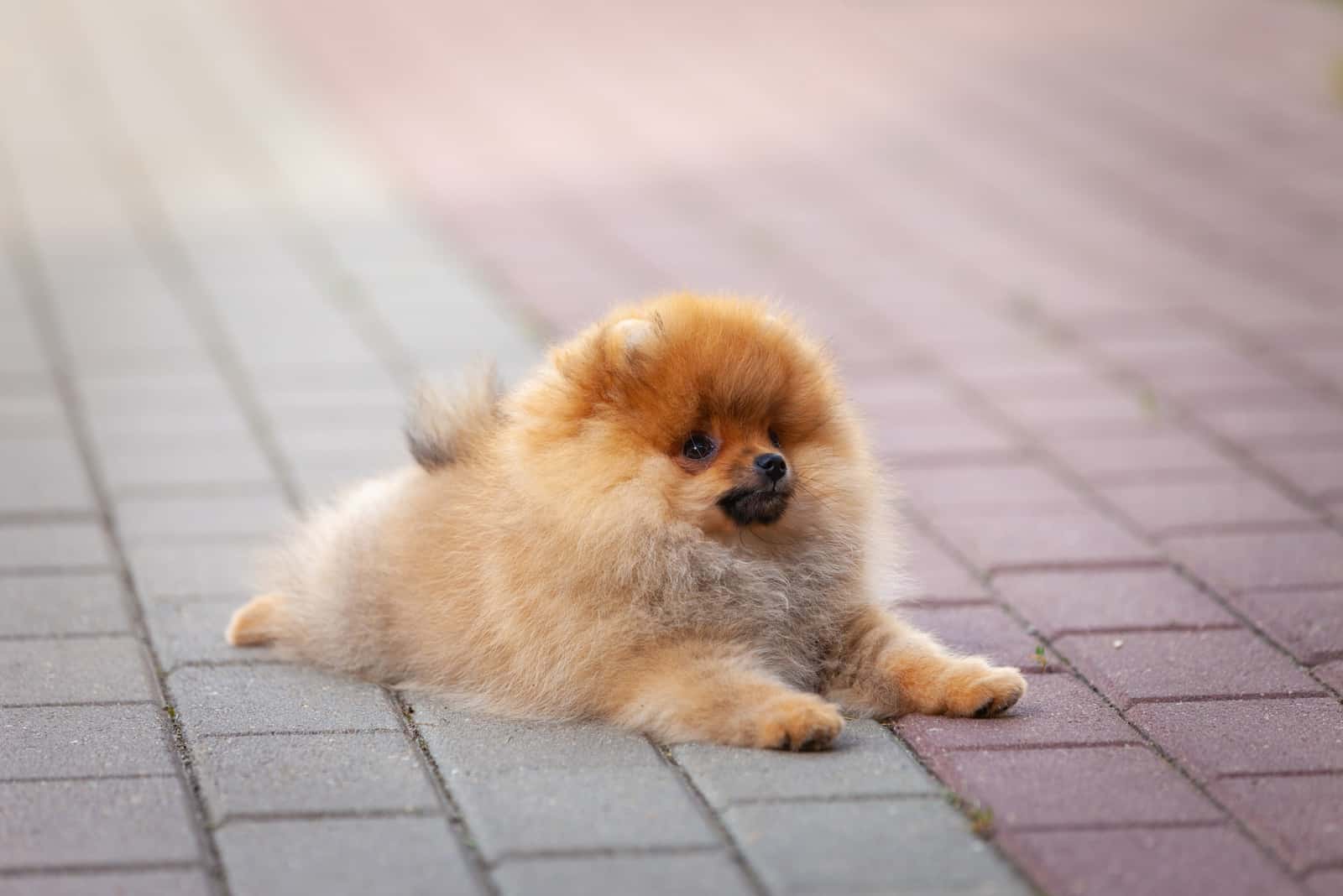 Can Dogs Eat Spam? The Truth About Salty Foods And Dogs