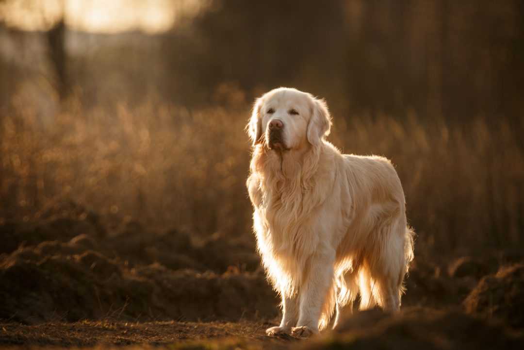 Field Golden Retriever: A Friendly Dog With a Great Work Ethic