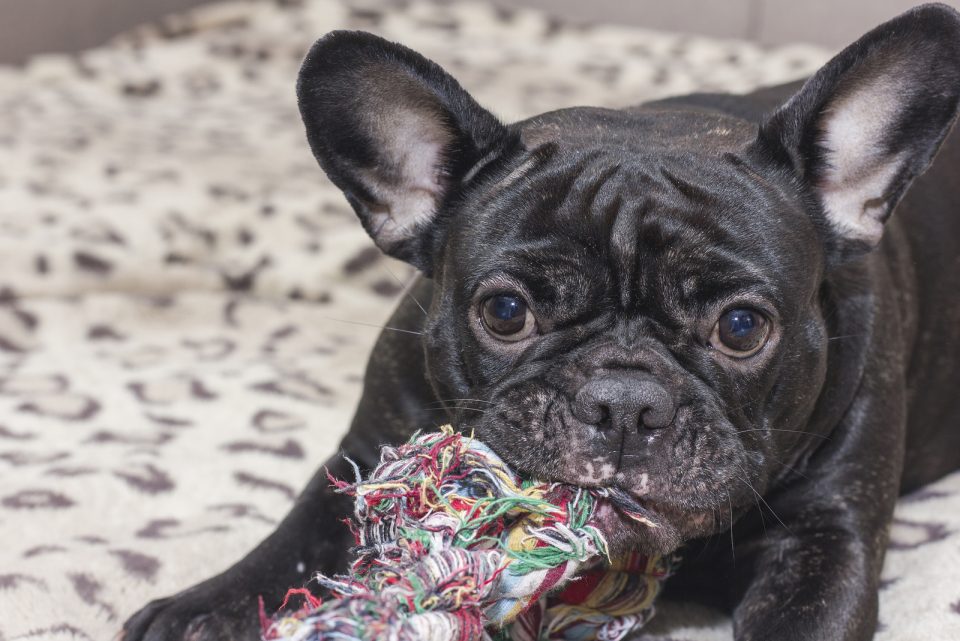 My French Bulldog Has Floppy Ears – What Should I Do About It?