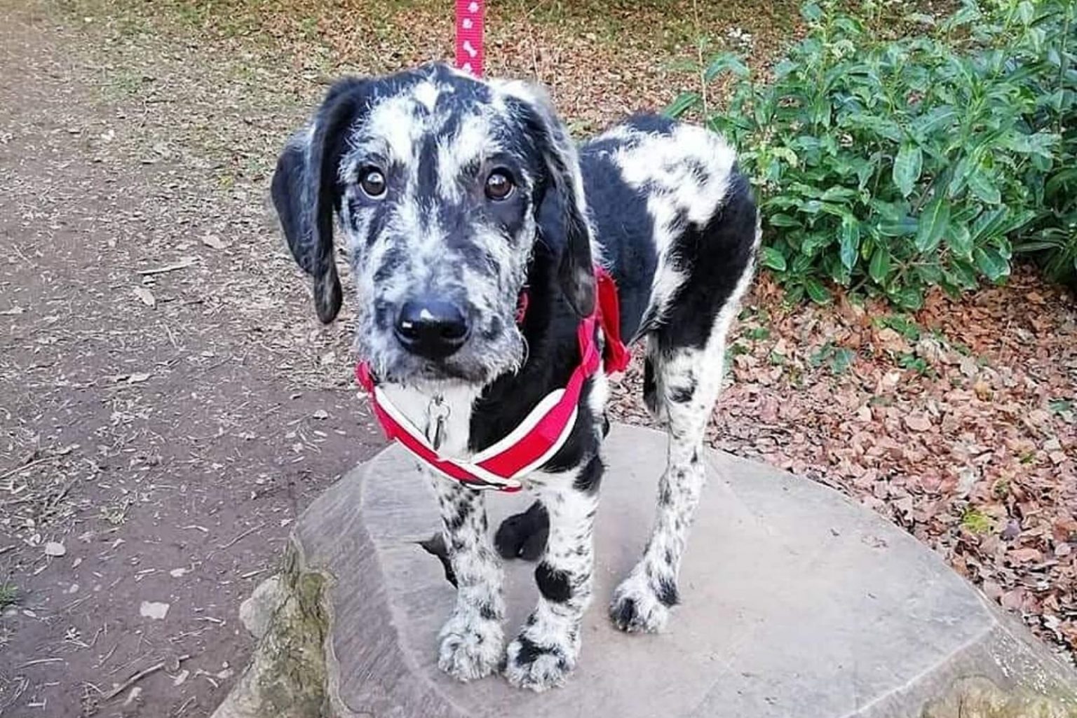 Great Danoodle – All You Need To Know About This Crossbreed