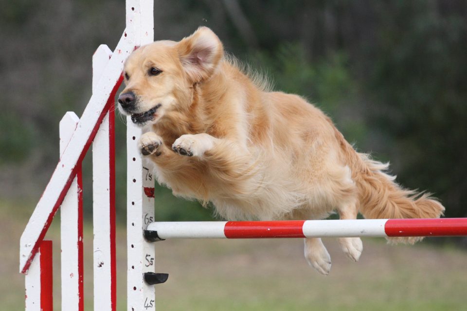 Field Golden Retriever: A Friendly Dog With a Great Work Ethic