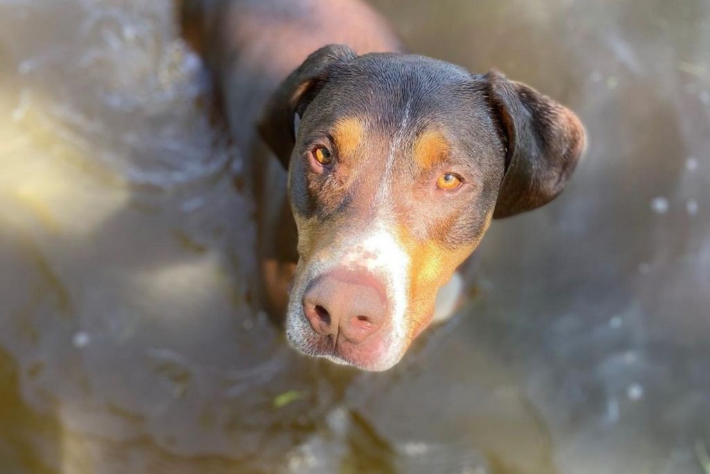 Doberman Pitbull Mix: An Ultimate Guide To This Crossbreed