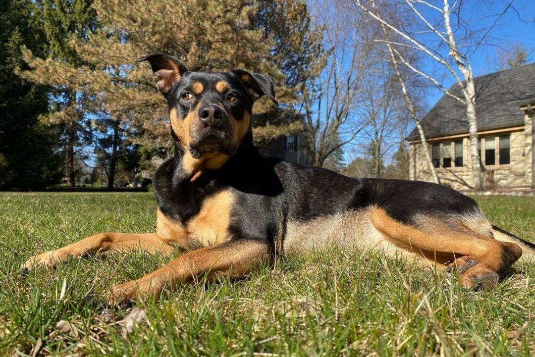 Doberman Pitbull Mix: An Ultimate Guide To This Crossbreed