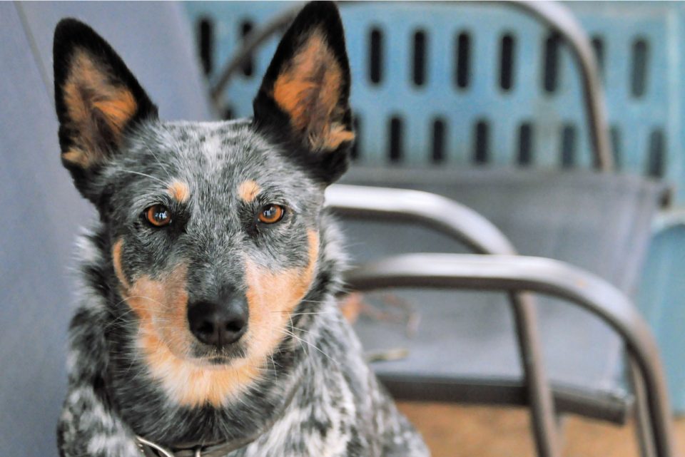 Mini Blue Heeler: A Dog You Don't See Every Day