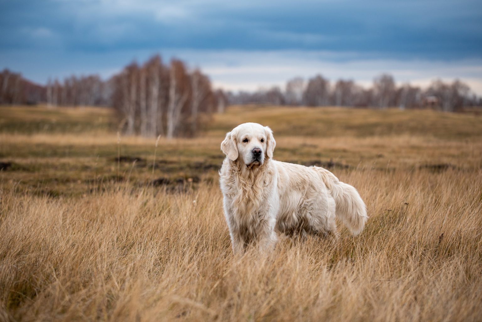 White Labrador Retrievers – The Secret Behind Their Color