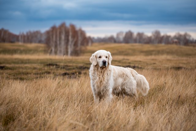 White Labrador Retrievers – The Secret Behind Their Color