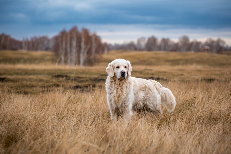 White Labrador Retrievers – The Secret Behind Their Color