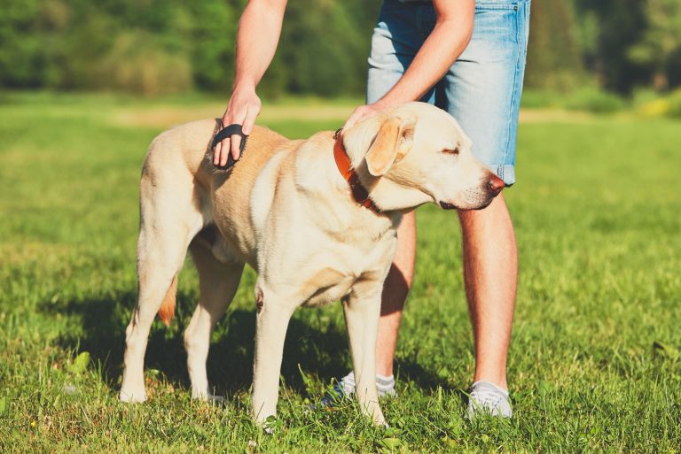 Do Labradors Shed? A Complete Guide To Labrador Shedding