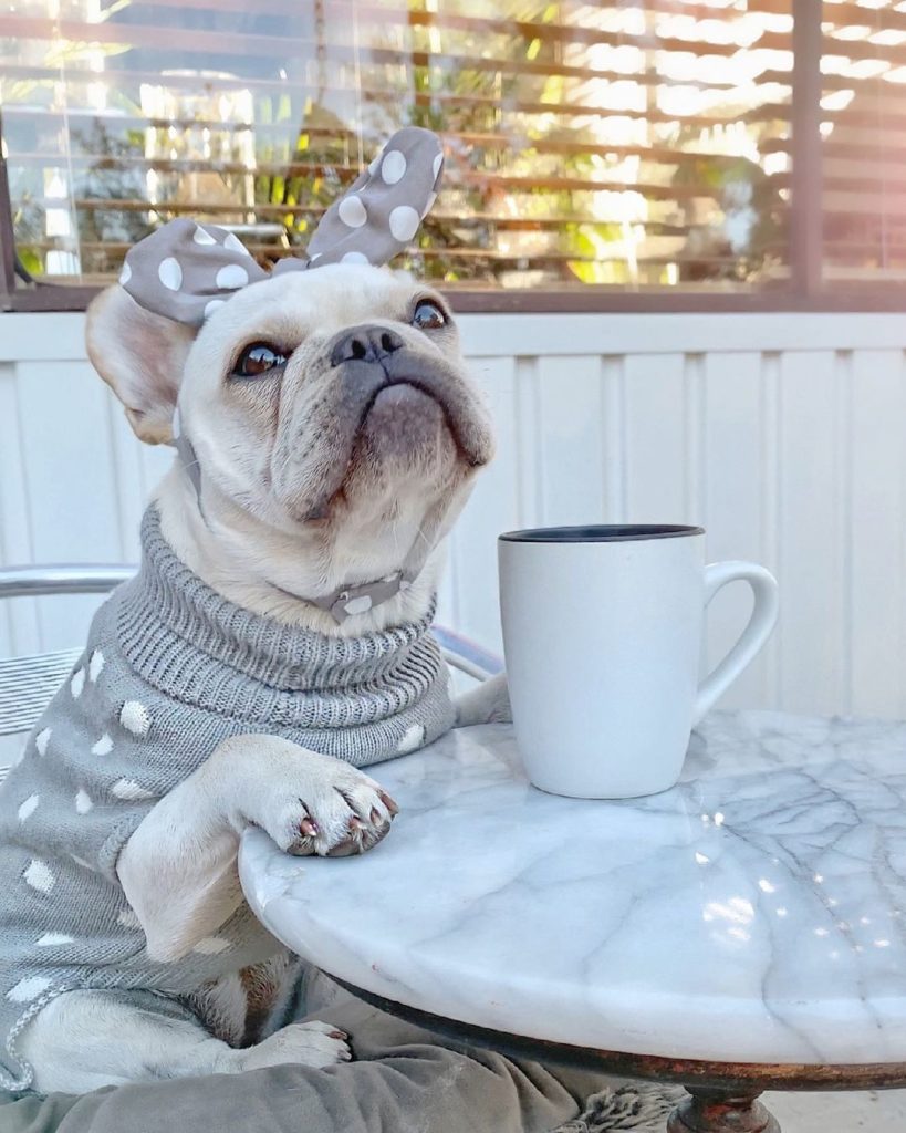 Cream French Bulldog: The Rare Frenchie That Everyone Wants