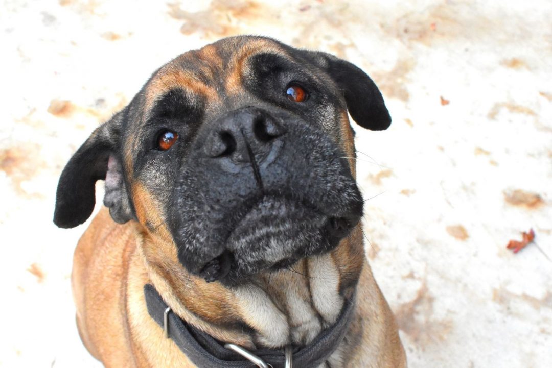 The North American Mastiff – A Detailed Look Into This Gentle Giant
