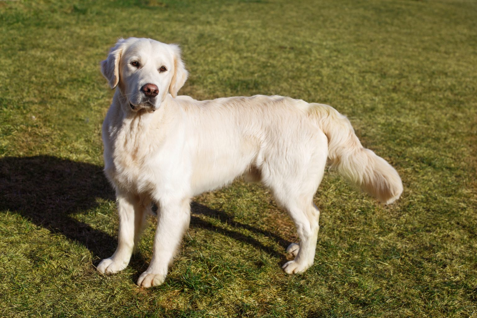 White Labrador Retrievers – The Secret Behind Their Color