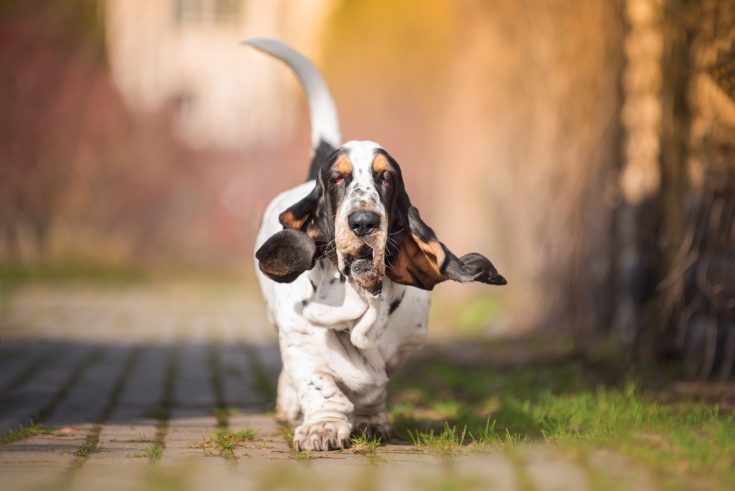 Do Basset Hounds Shed? Grooming & Care For Basset Hounds