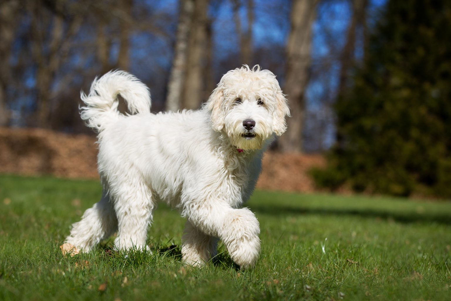 F1 Labradoodle – The First Generation Labrador And Poodle Mix