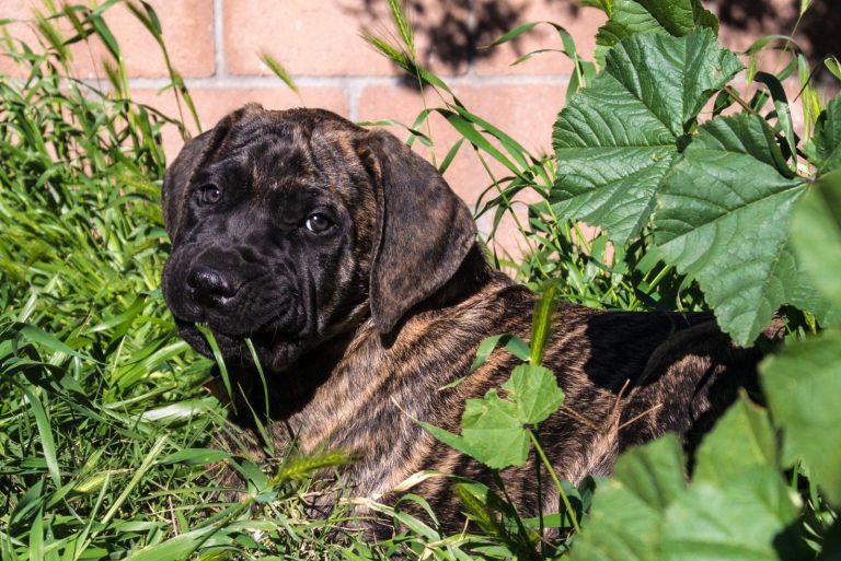 The North American Mastiff – A Detailed Look Into This Gentle Giant