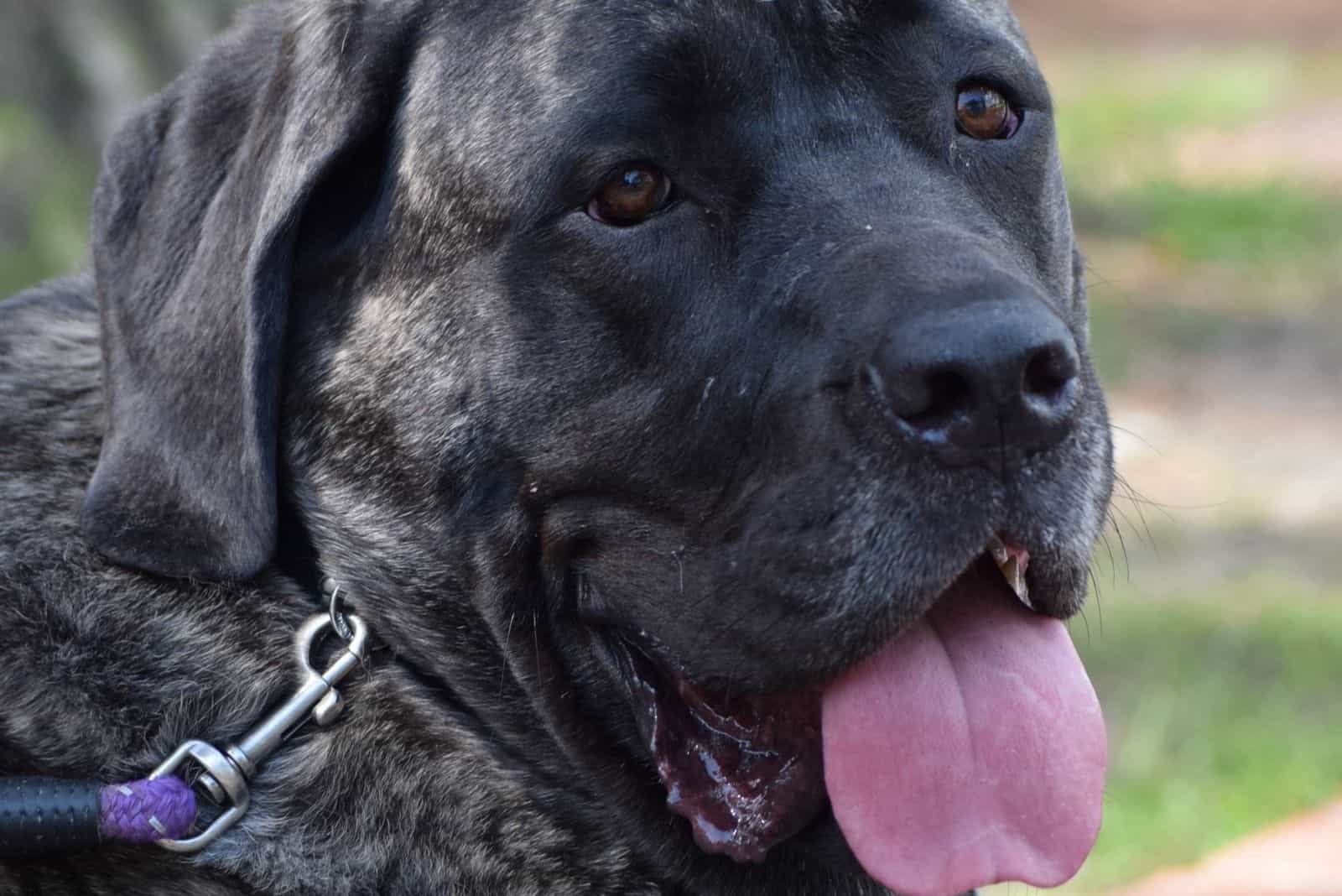 The North American Mastiff – A Detailed Look Into This Gentle Giant