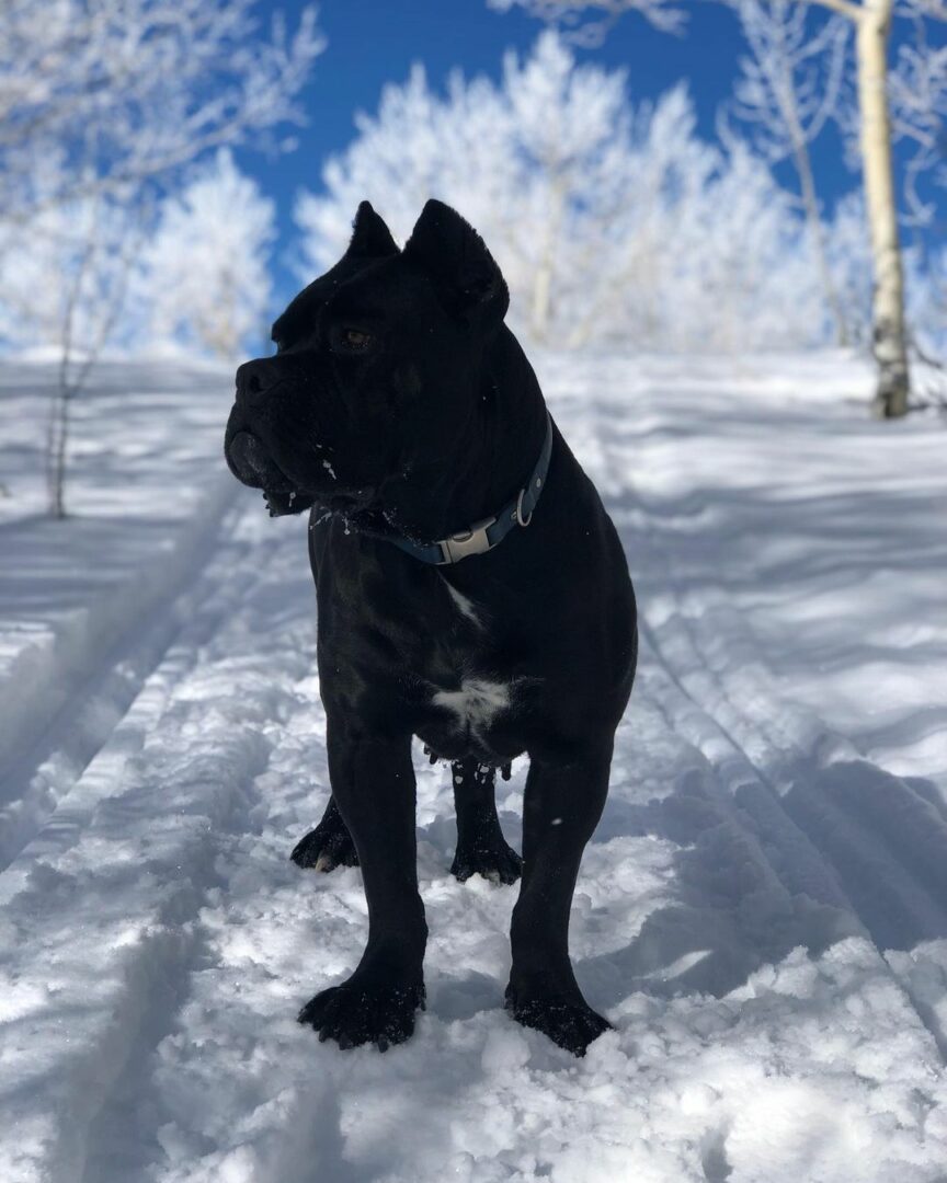 North American Mastiff - A Gentle Giant Overview