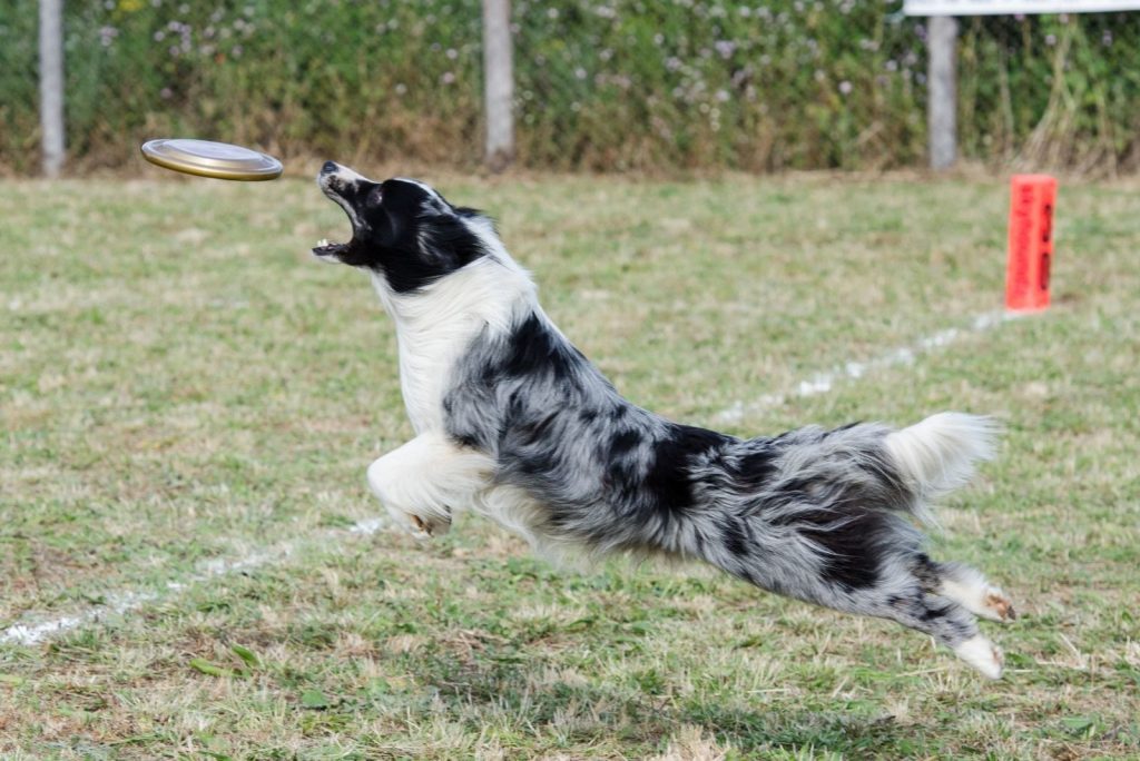 Blue Merle Border Collie – What You Need To Know