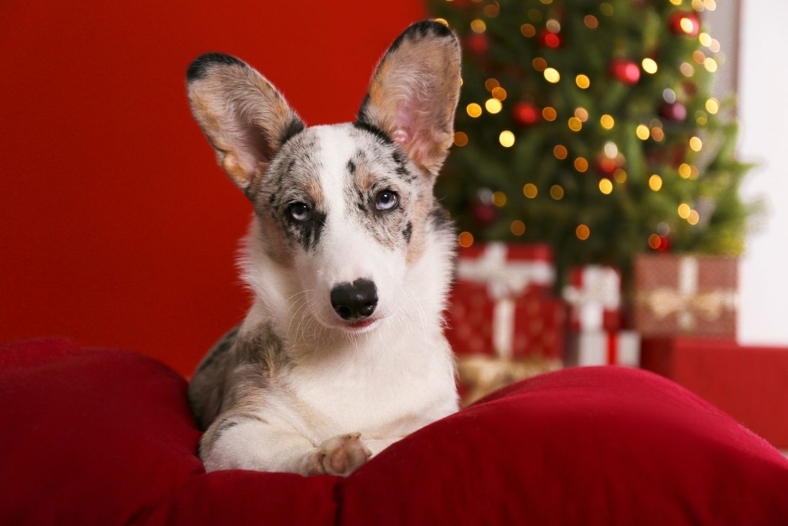 Merle Corgi – 7 Things You Need To Know Before Buying