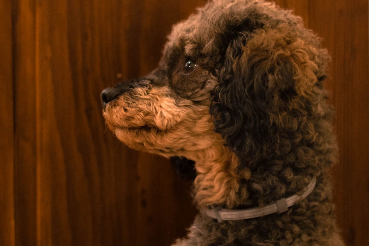 Standard Phantom Poodle Colors – Why Are These Dogs So Rare?