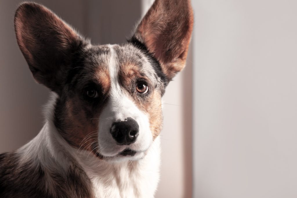 Merle Corgi – 7 Things You Need To Know Before Buying