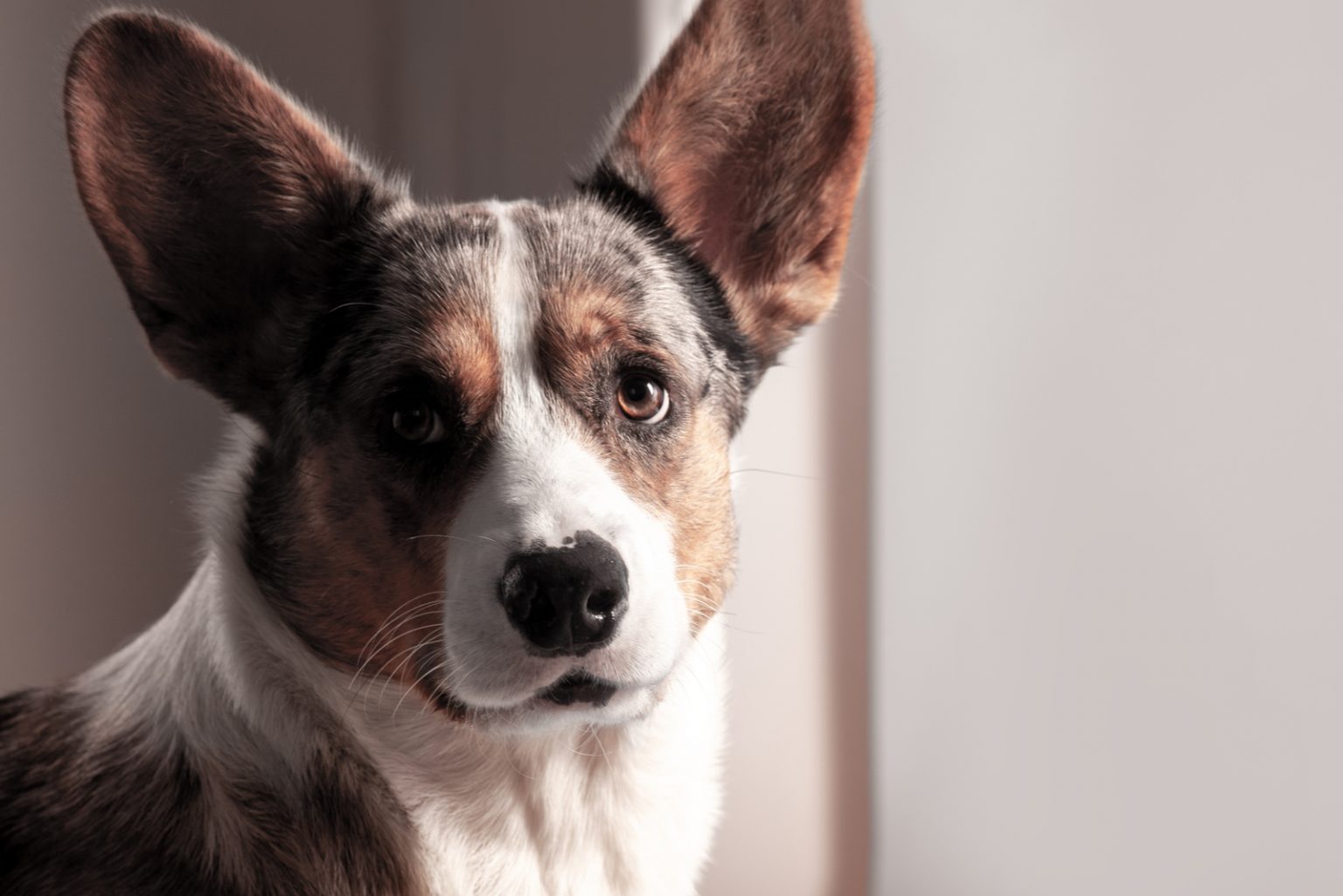 Merle Corgi – 7 Things You Need To Know Before Buying