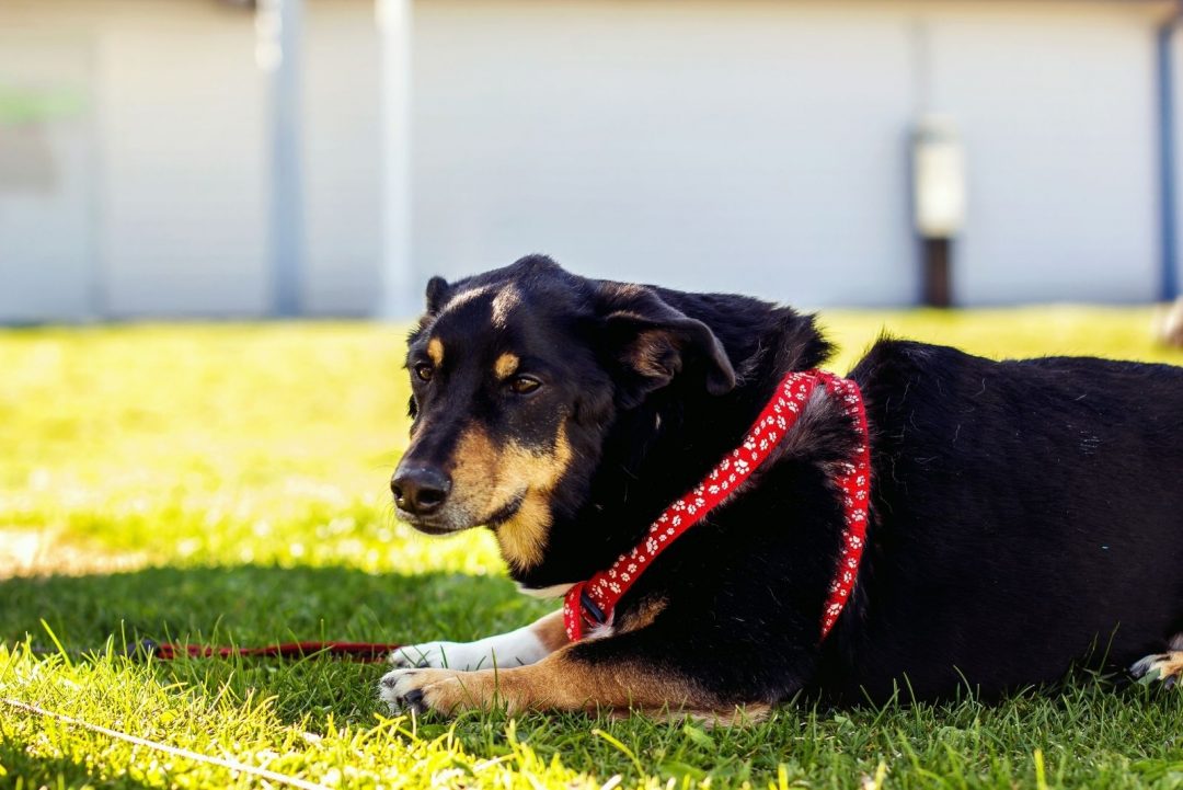 Here's Why You Should And Shouldn't Own A Corgi Great Dane Mix