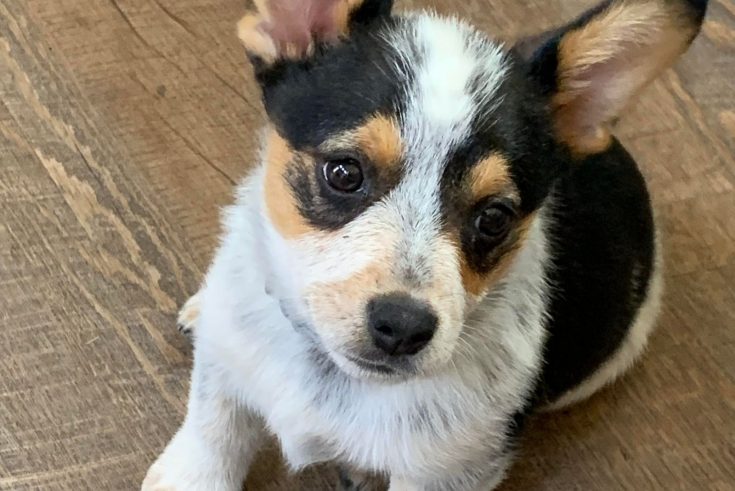 A Quick Guide To Cowboy Corgis: Your Questions Answered