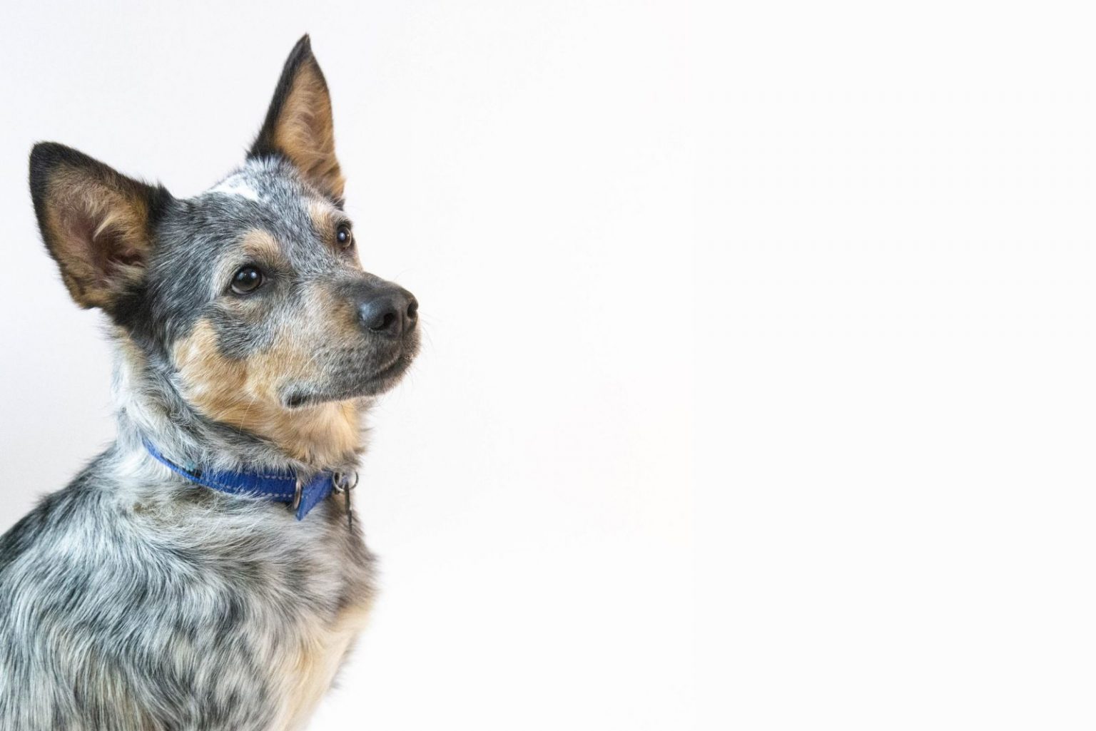A Quick Guide To Cowboy Corgis: Your Questions Answered