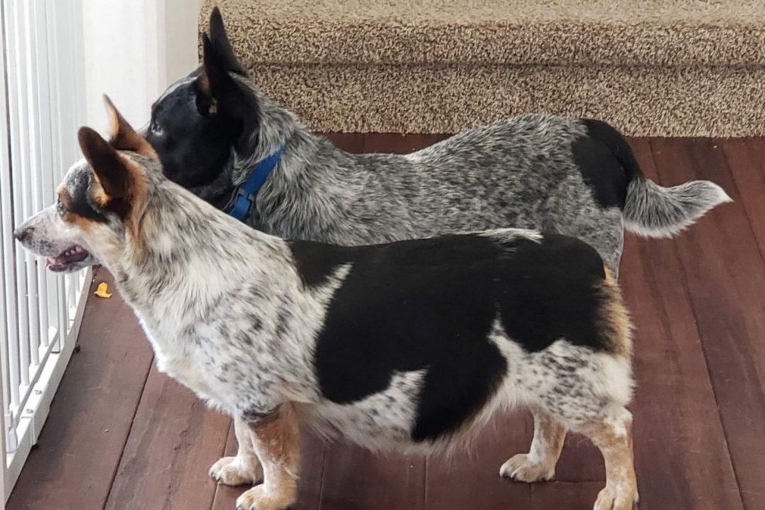 A Quick Guide To Cowboy Corgis: Your Questions Answered