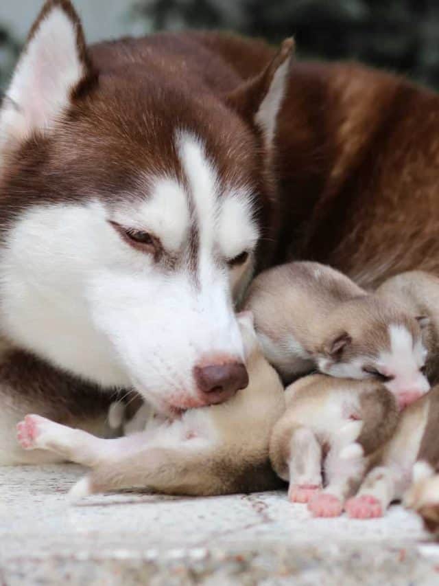 Why Do Dogs Eat Their Puppies? 5 Common Reasons - PupVine Why Do Dogs Eat Their Puppies? 5 Common Reasons - PupVine