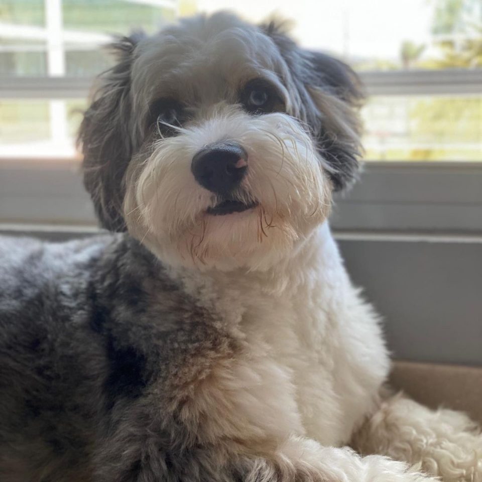 Are Merle Bernedoodles Rare? A Guide To Bernedoodle Coloring