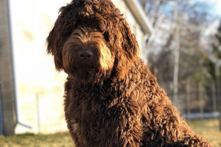 Newfypoo: The Most Adorable Giant You'll Ever Meet