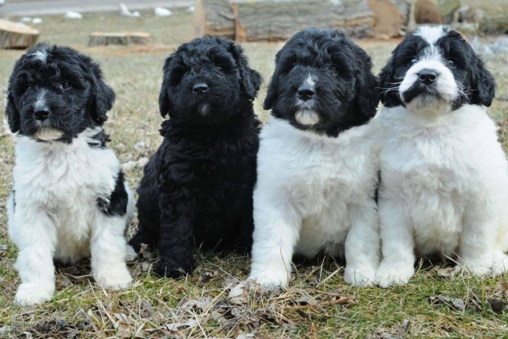 Newfypoo: The Most Adorable Giant You'll Ever Meet