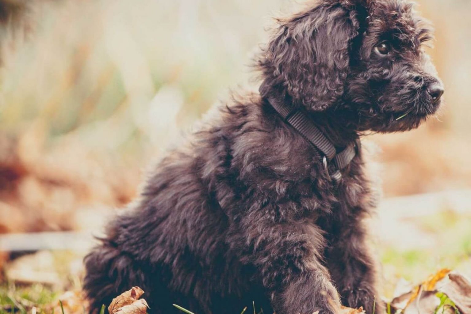 Newfypoo: The Most Adorable Giant You'll Ever Meet