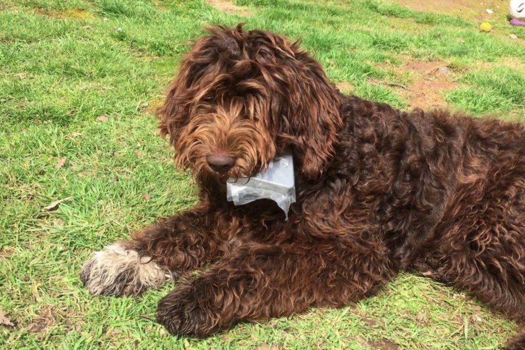 Newfypoo: The Most Adorable Giant You'll Ever Meet