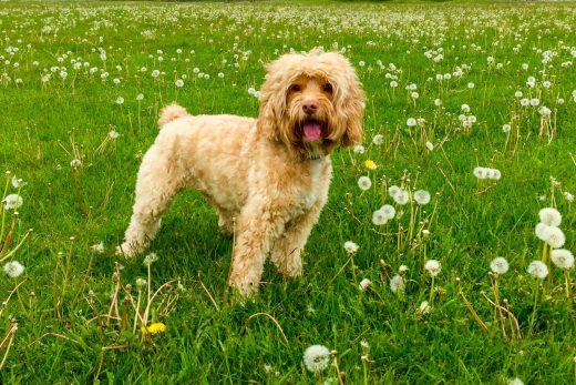 Cockapoo: Everything You Want To Know In One Handy Guide
