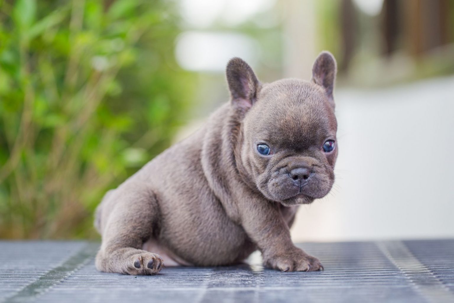 Piebald French Bulldog: A Word On Frenchie Color Palette