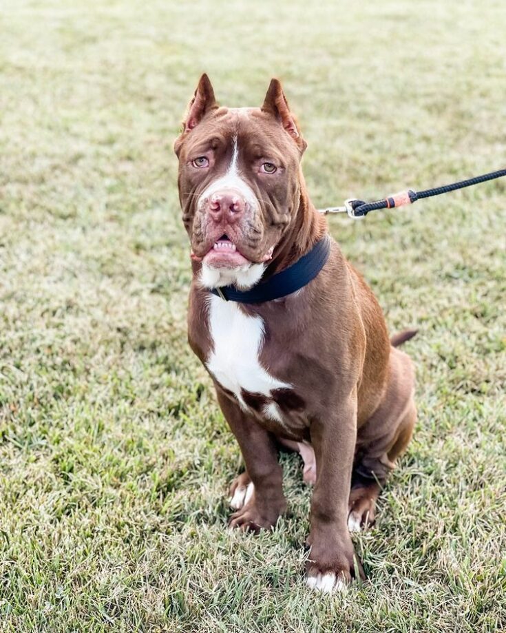 North American Mastiff - A Gentle Giant Overview