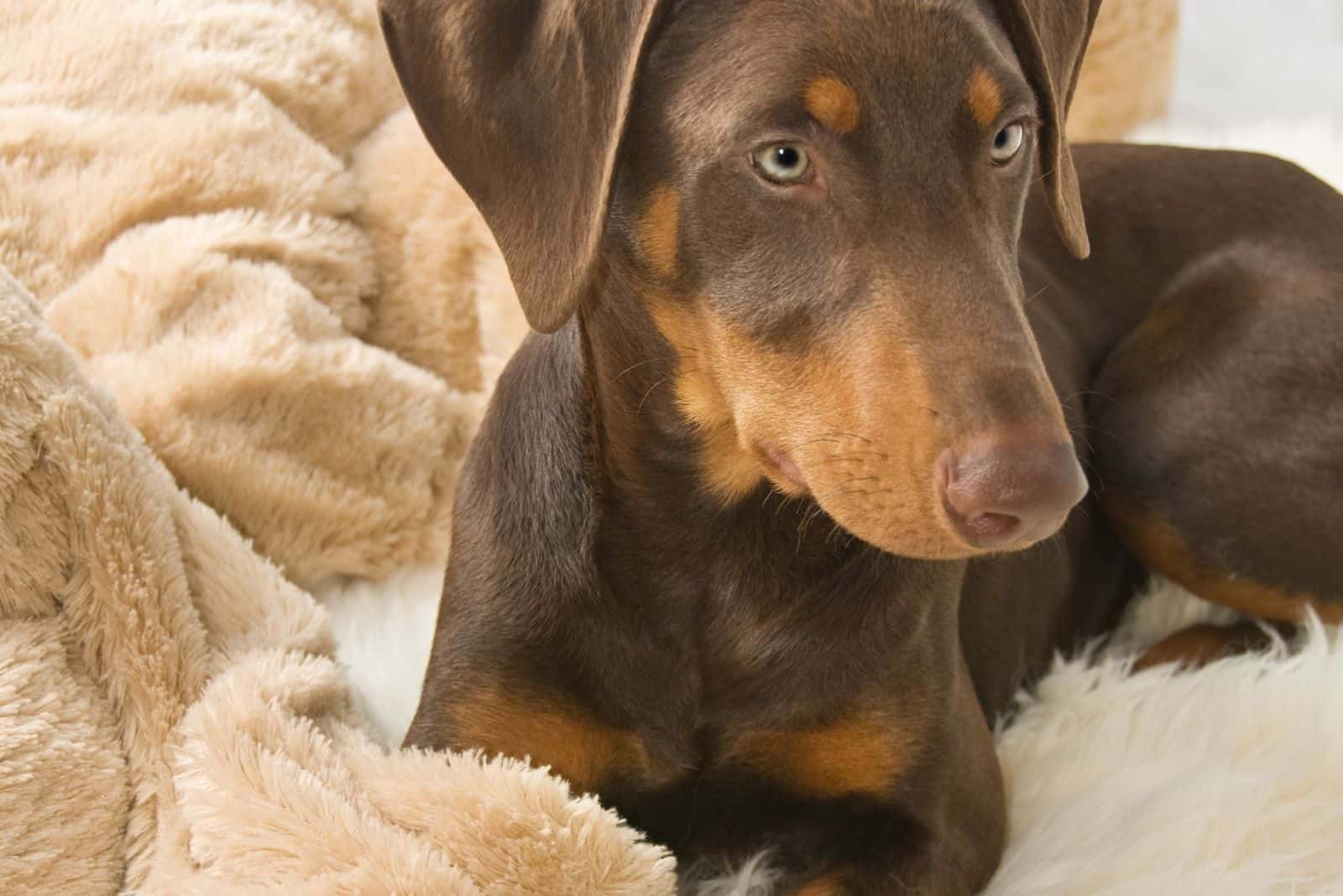 Are Dobermans Hypoallergenic? A Topic For Allergy Sufferers