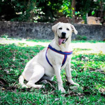 Do Labradors Shed? A Complete Guide To Labrador Shedding