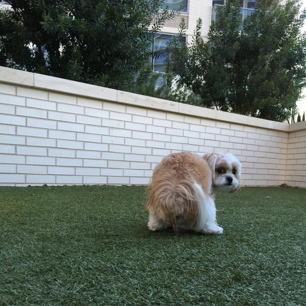 Why Does My Dog Poop So Much? Healthy Pooping Amounts